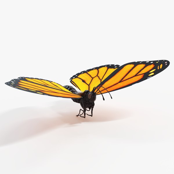Butterfly 3D Models for Download | TurboSquid
