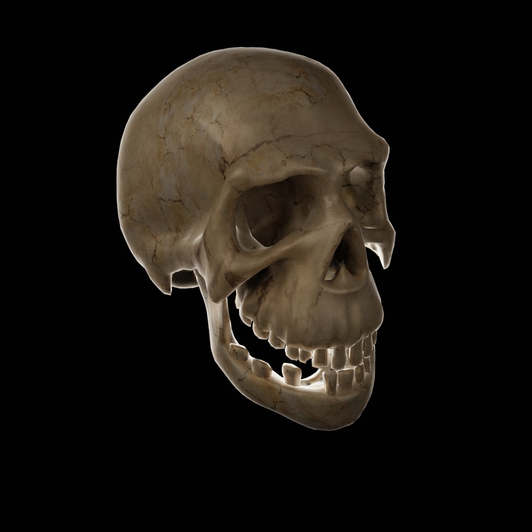 Blender skull head humans 3D - TurboSquid 1495745