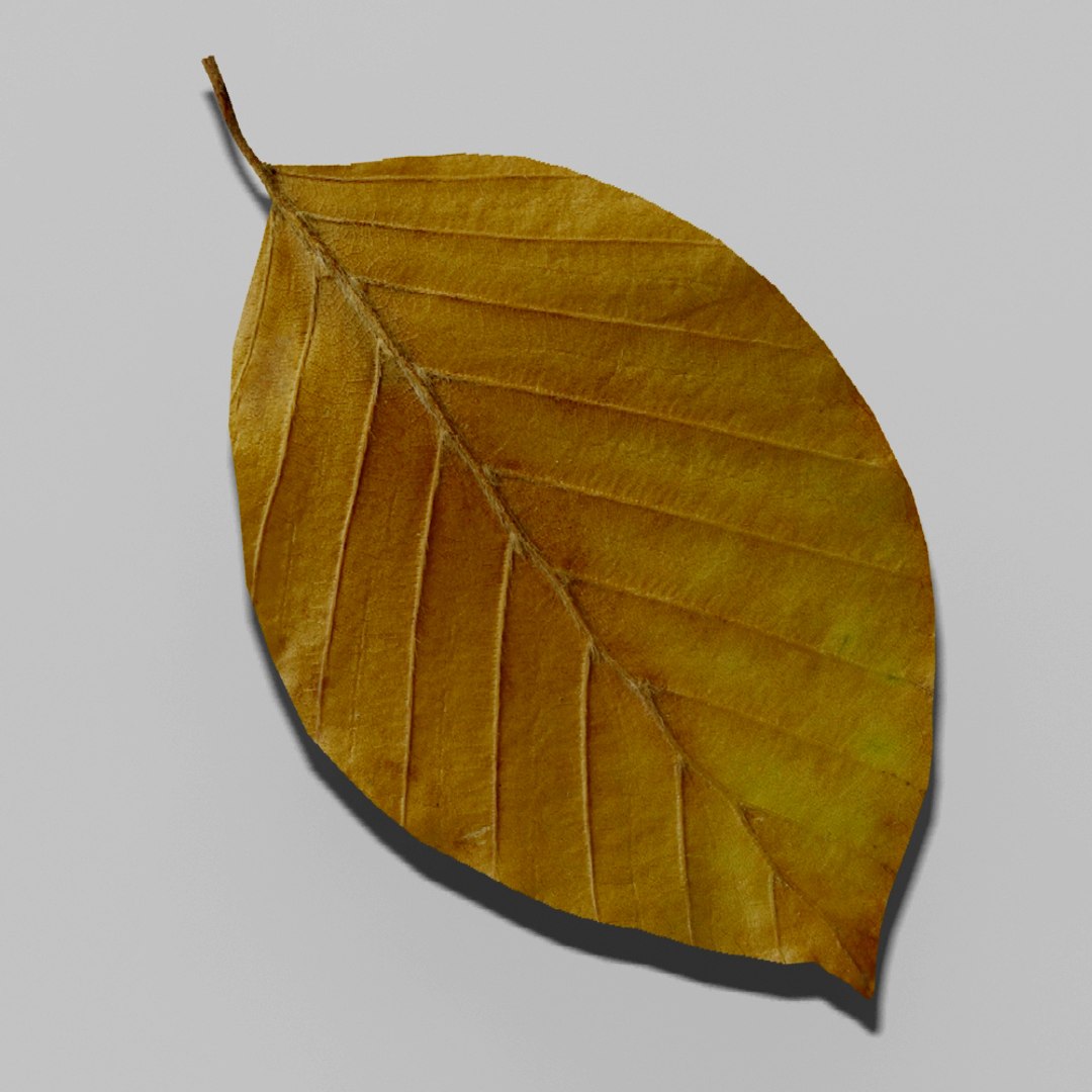 3ds common beech tree leaf
