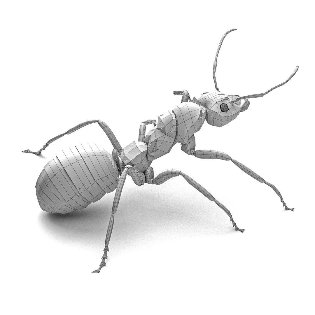 3D ANT - TurboSquid 2081461