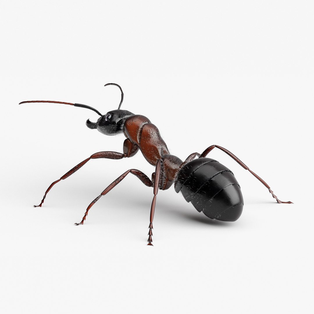 3D ANT - TurboSquid 2081461