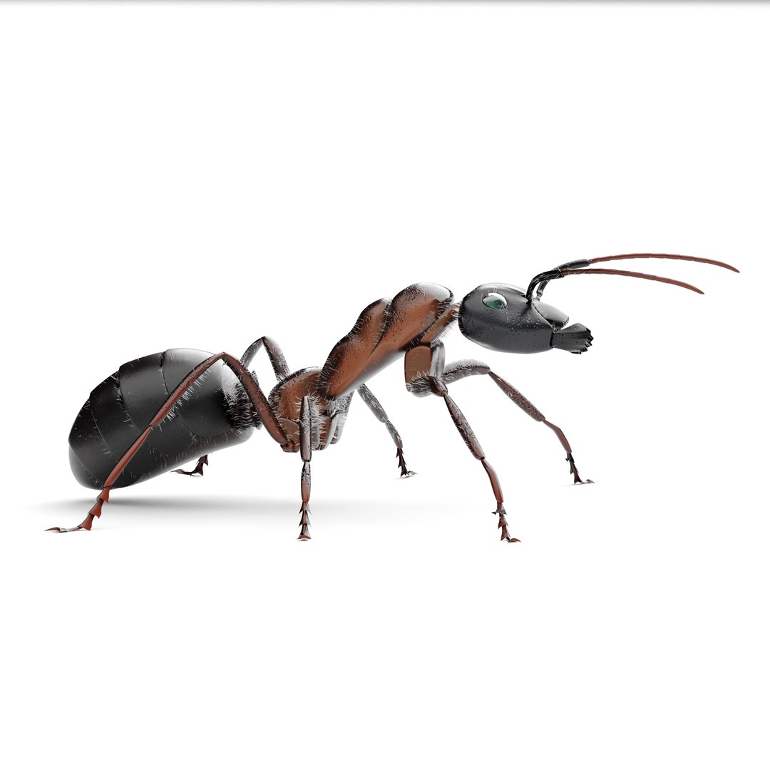 3D ANT - TurboSquid 2081461