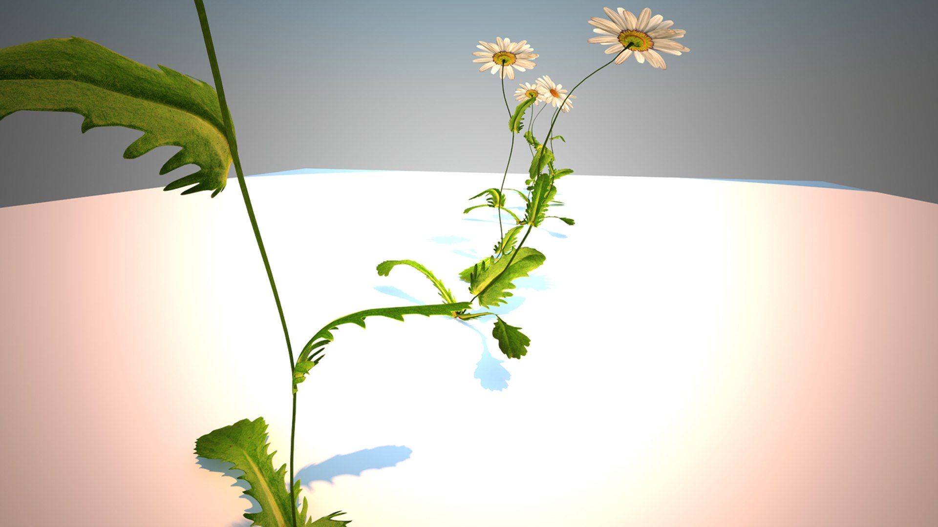 3D camomile coastal grass - TurboSquid 1222612
