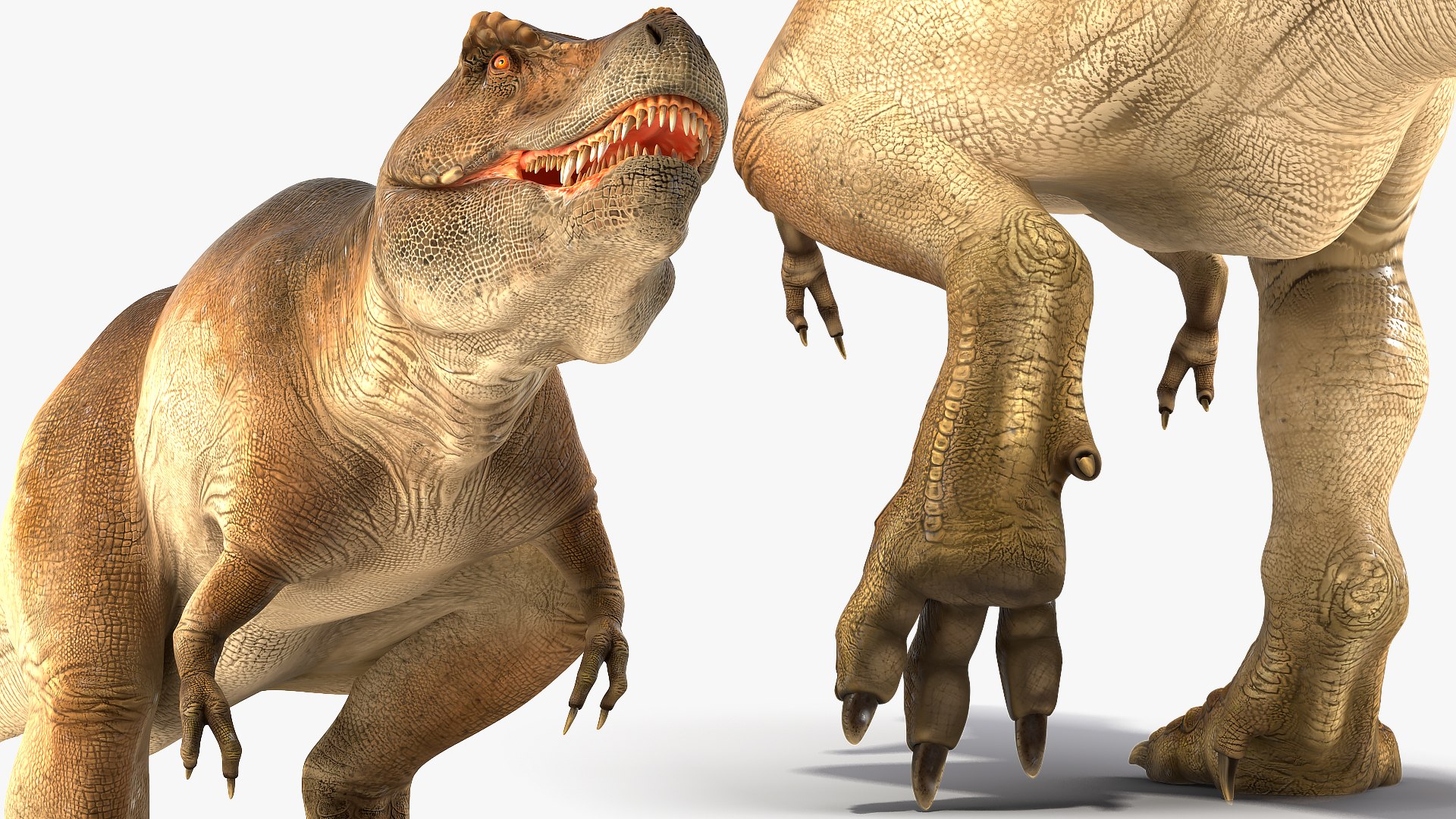3D Tyrannosaurus Rex Walking Animal - TurboSquid 1566265
