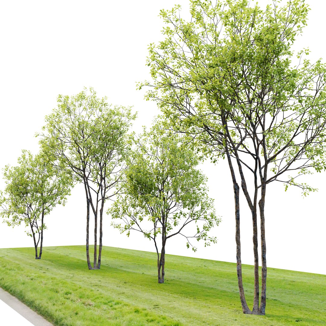Prunus Maritima Model - TurboSquid 1932009