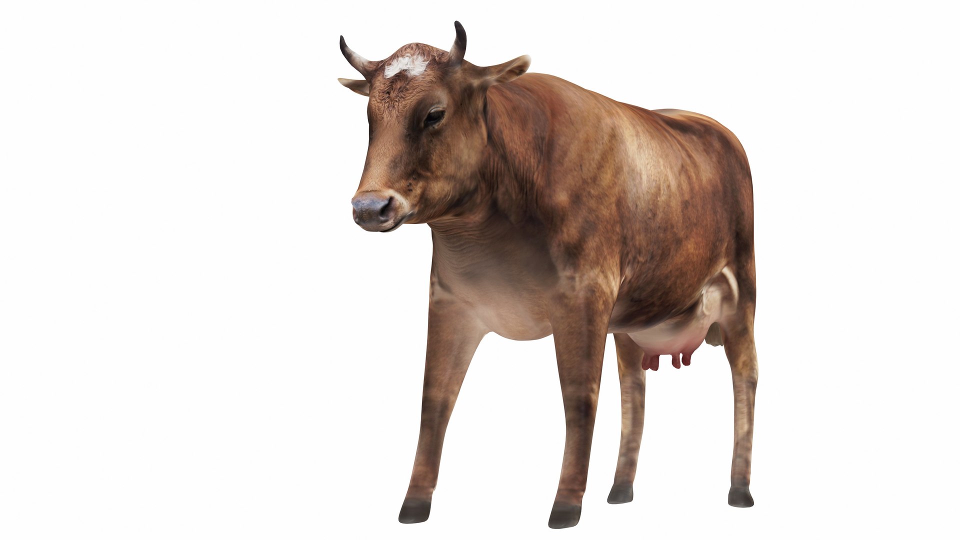 3D Dairy Cow 1 - TurboSquid 1971974