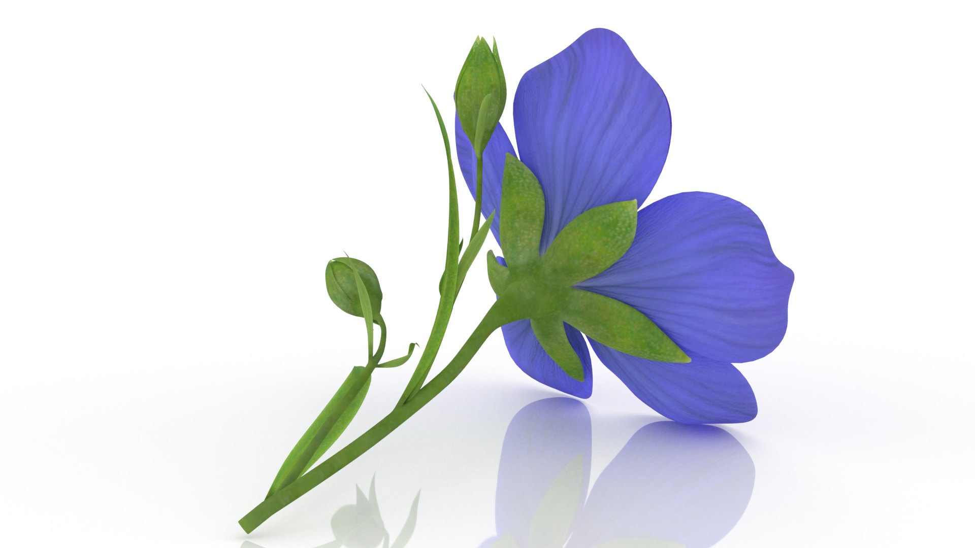 Linum Flower Flax Plant 3D Model - TurboSquid 1676181