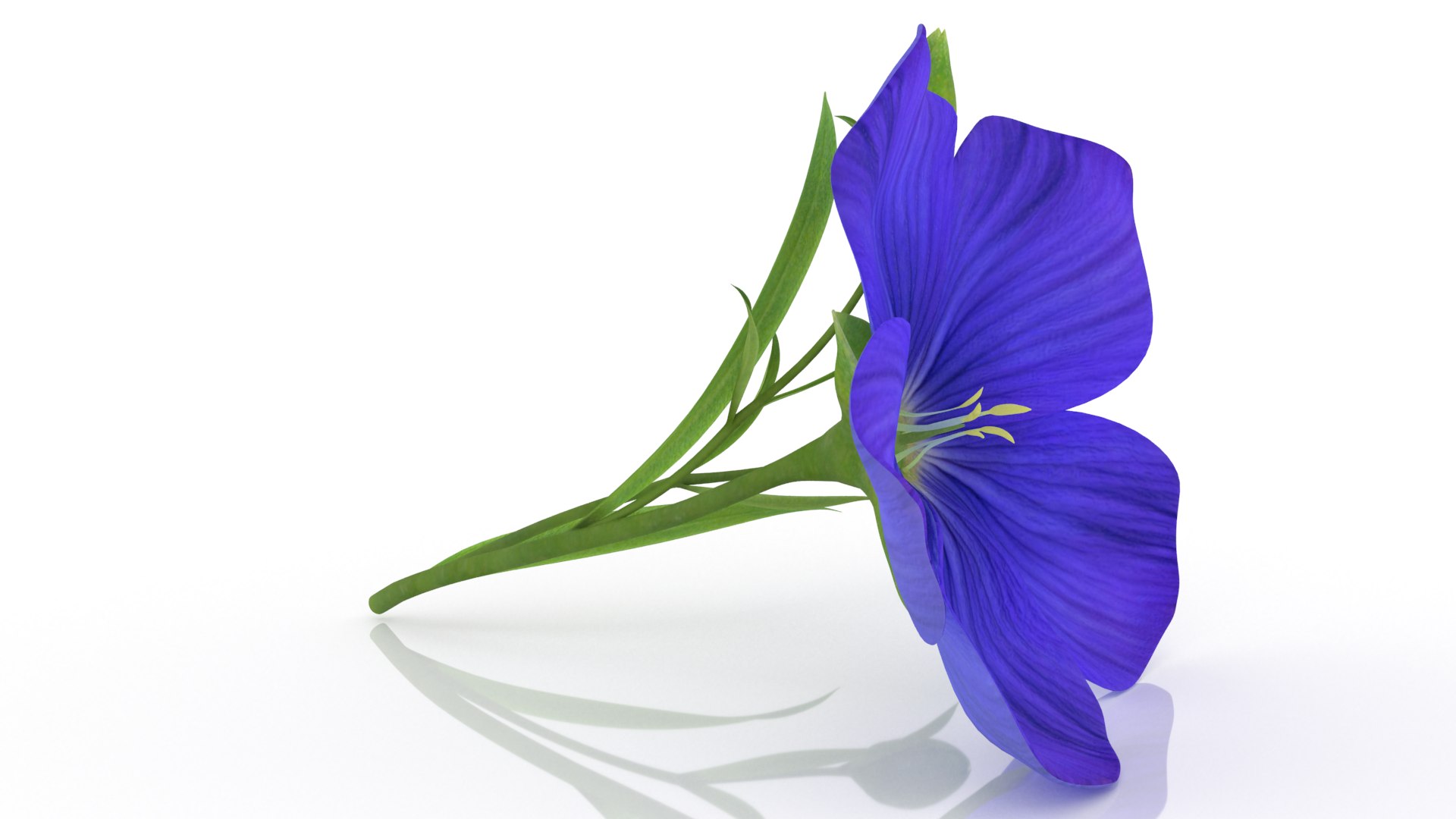 Linum Flower Flax Plant 3D Model - TurboSquid 1676181