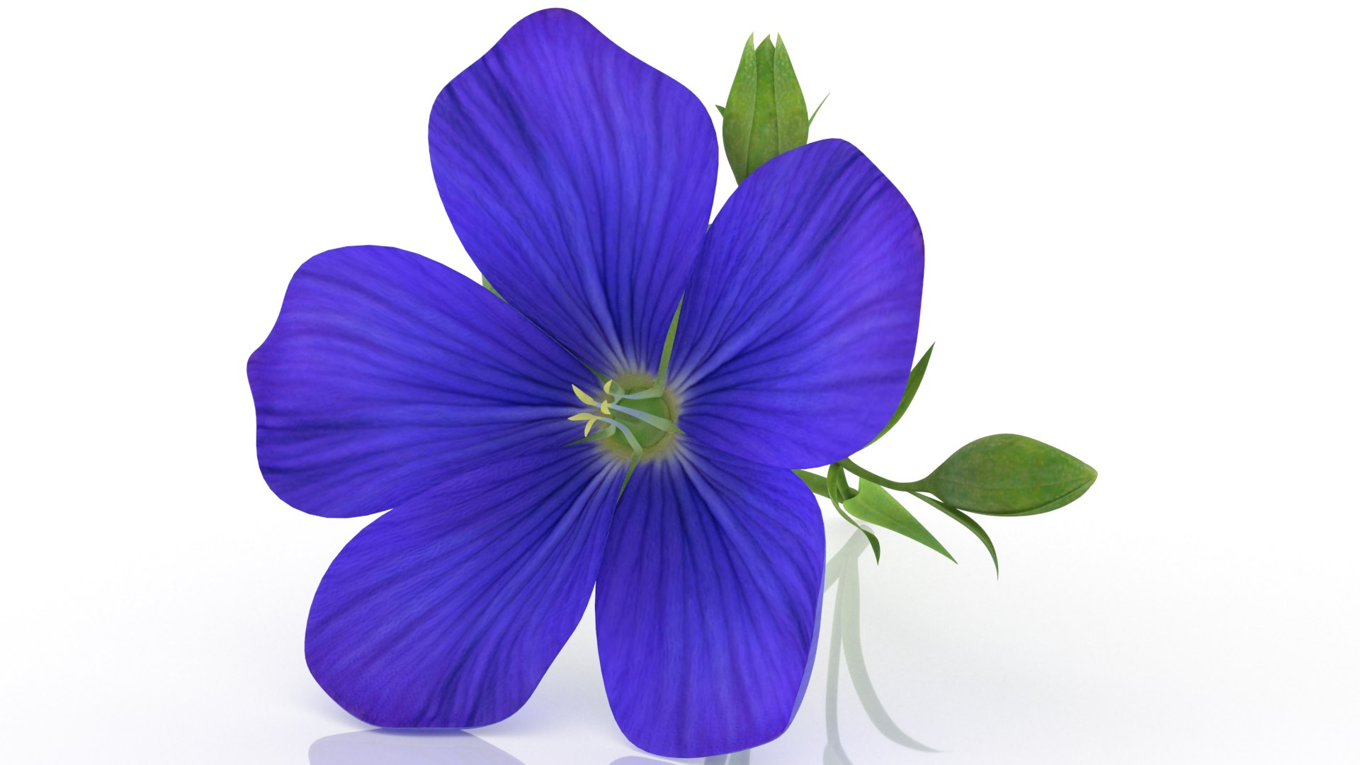 Linum Flower Flax Plant 3D Model - TurboSquid 1676181