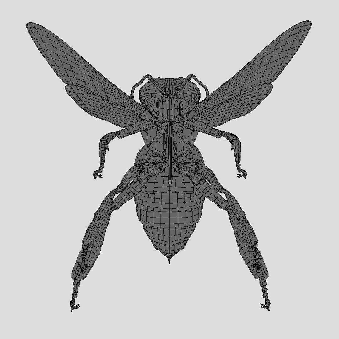 Honey Bee 3D Model - TurboSquid 532465