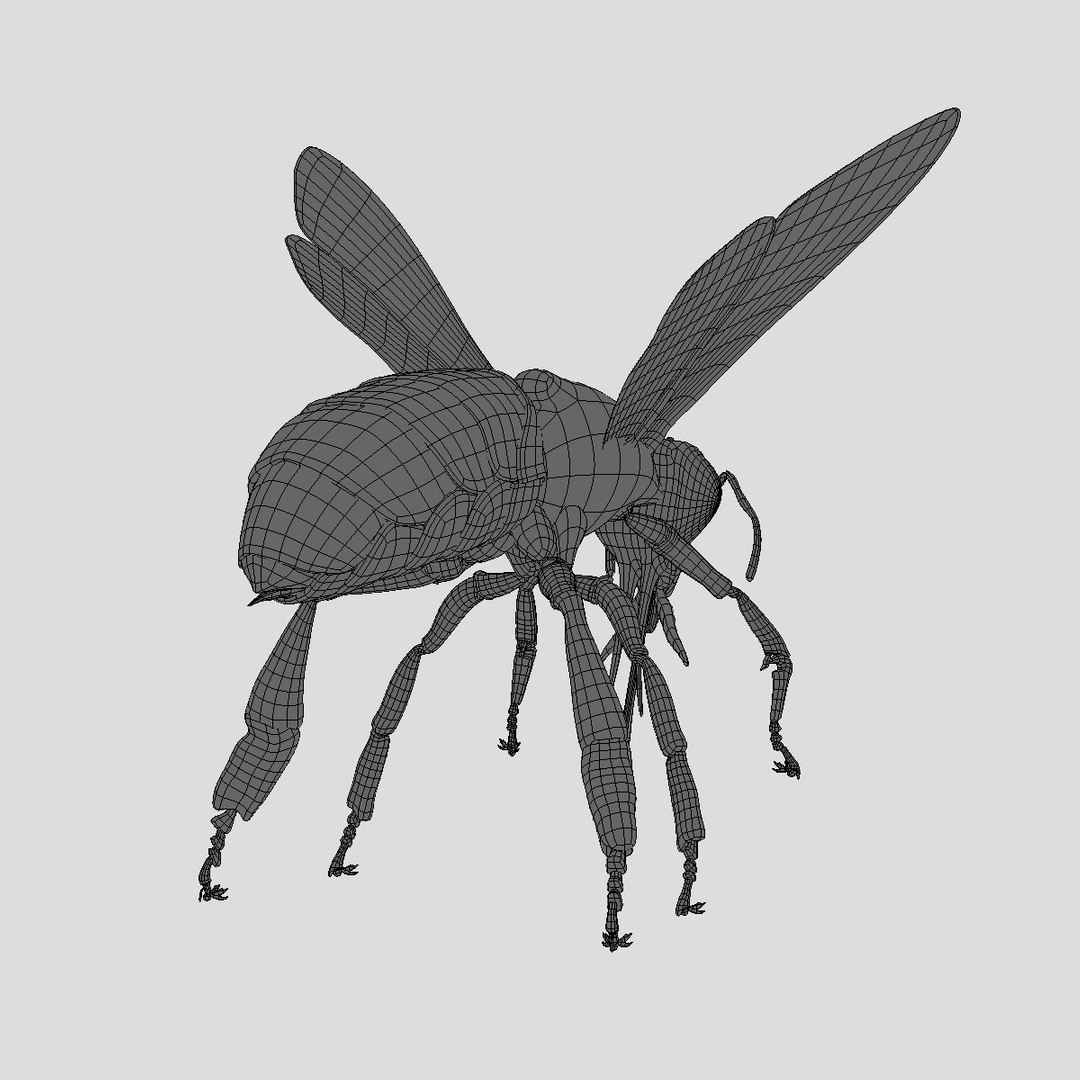 Honey Bee 3D Model - TurboSquid 532465