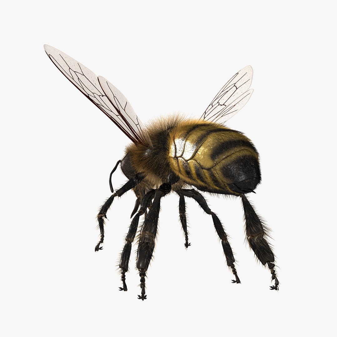Honey Bee 3D Model - TurboSquid 532465