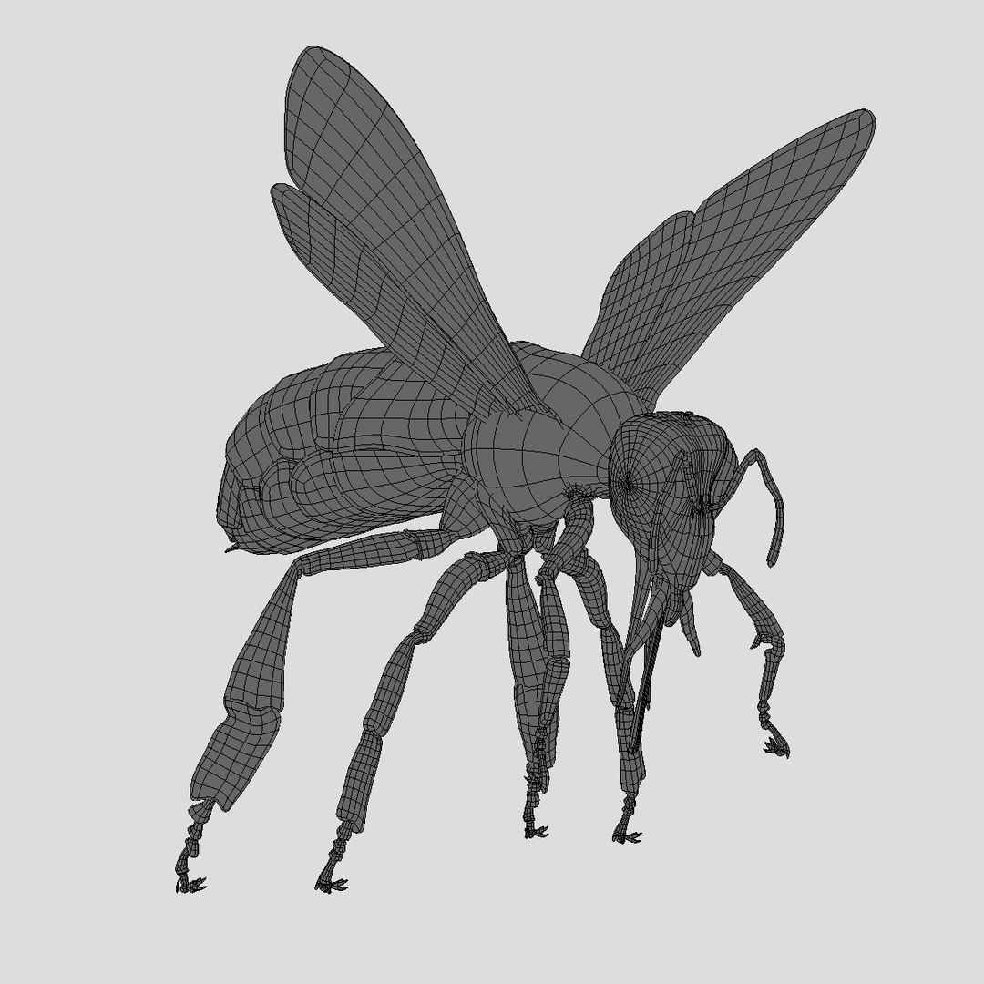 Honey Bee 3D Model - TurboSquid 532465