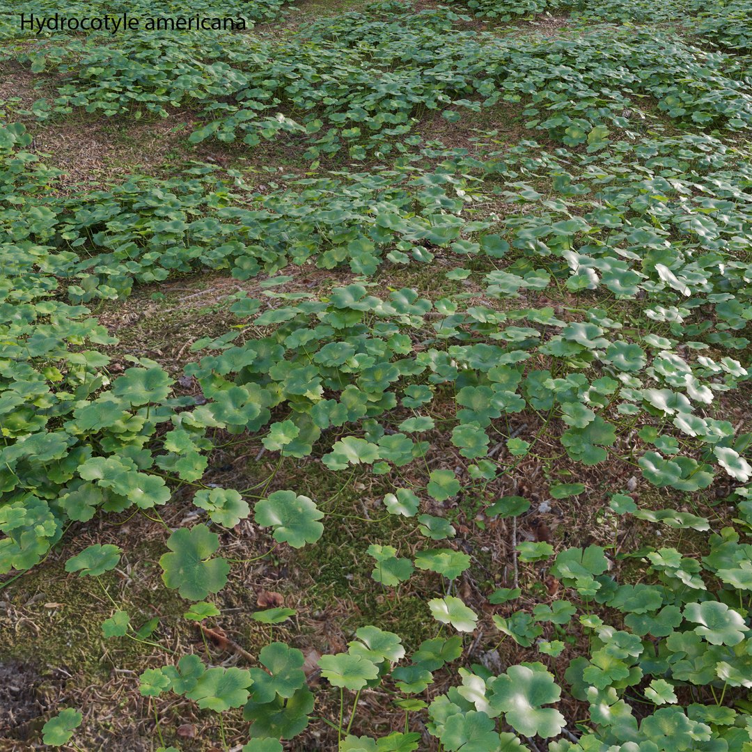 3D Hydrocotyle Americana - TurboSquid 2125126