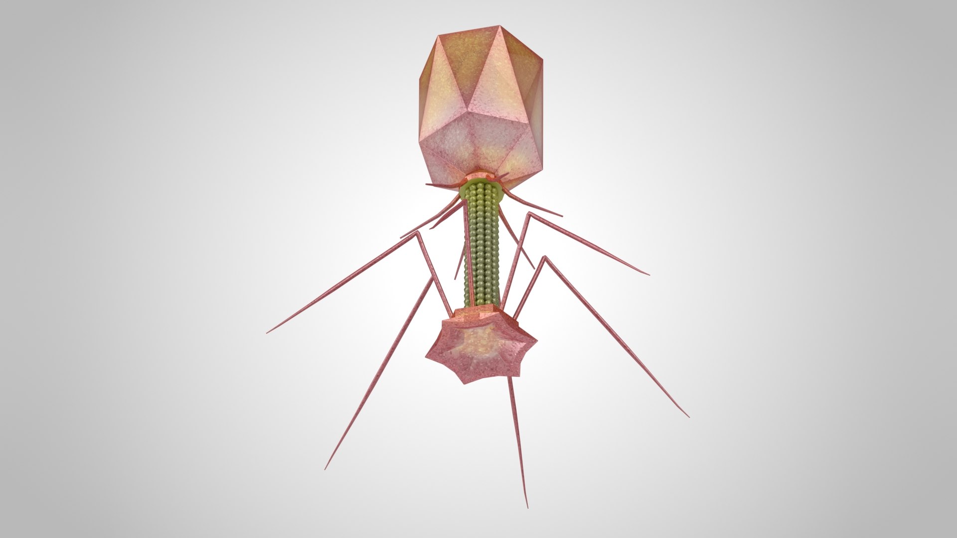 Bacteriophage 3D Model - TurboSquid 1975695