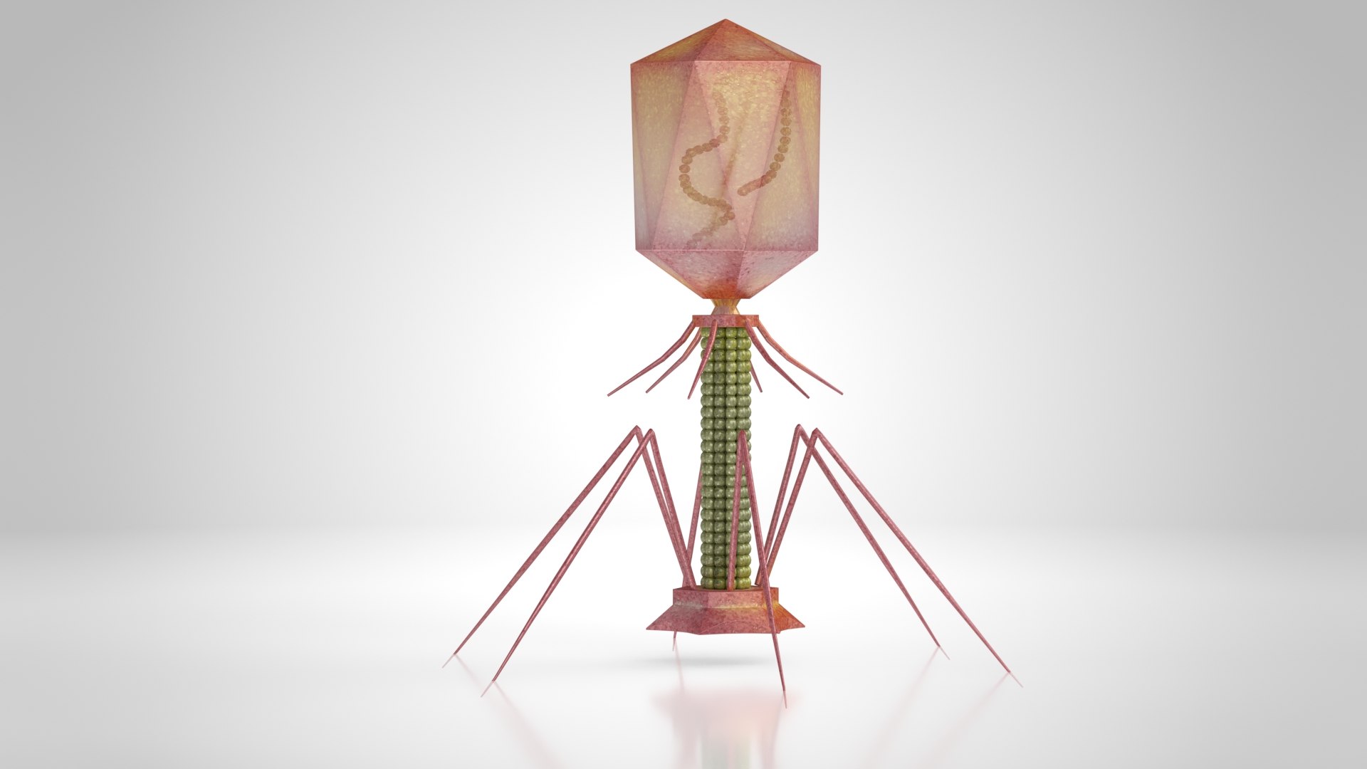 Bacteriophage 3D Model - TurboSquid 1975695