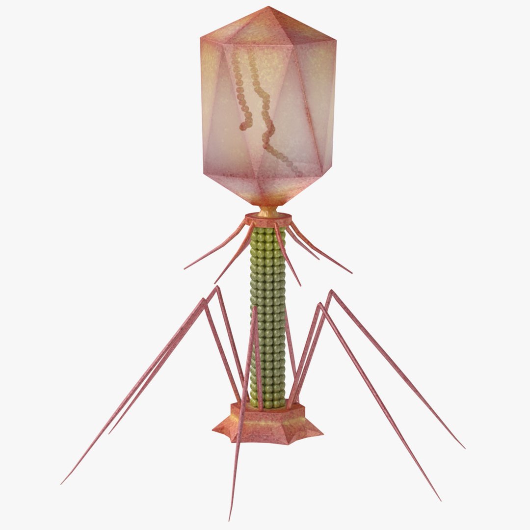 How To Build A Bacteriophage Model