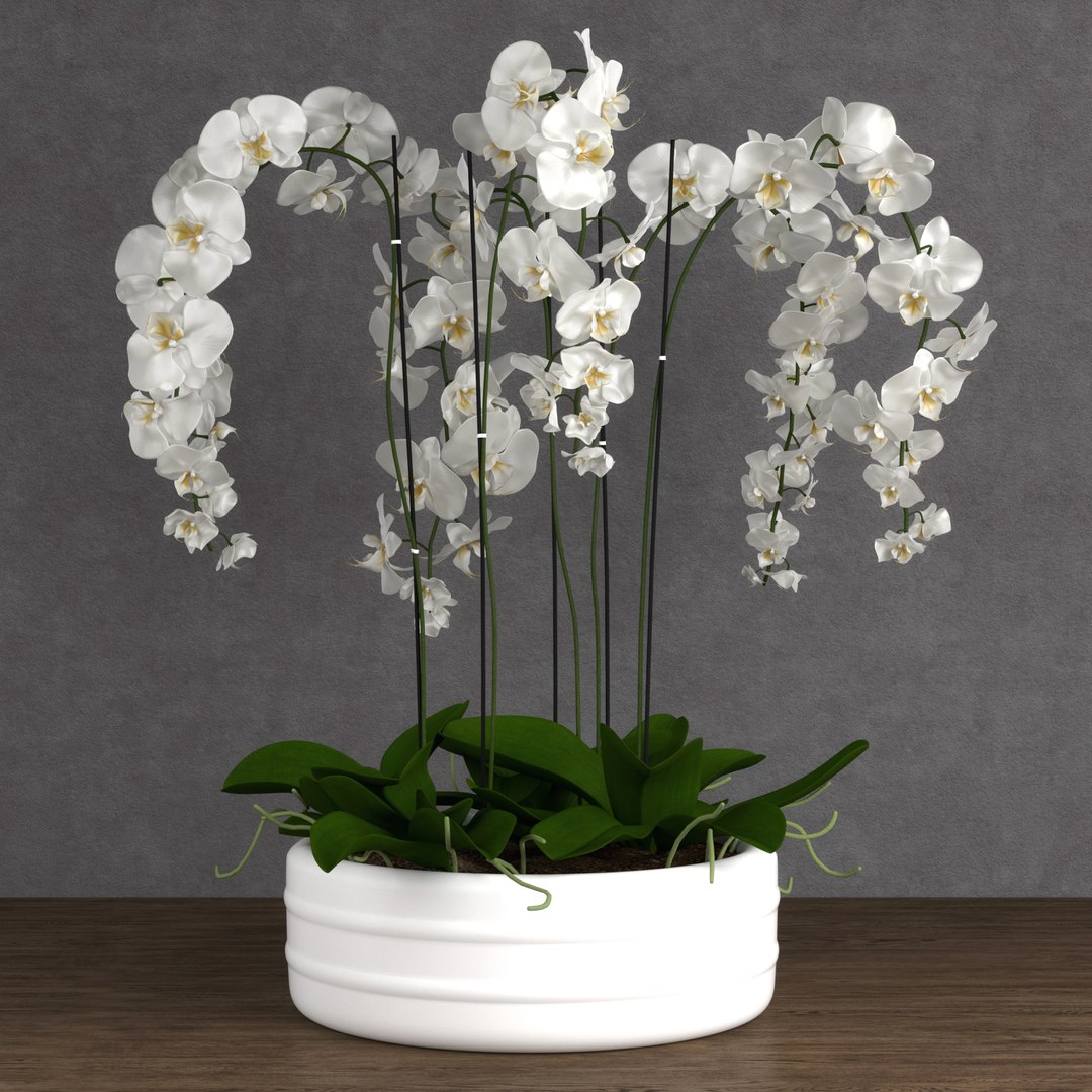 Orchid Plant Model - TurboSquid 1350114
