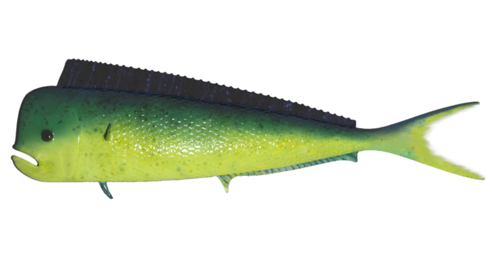 3d Mahi-mahi Fish