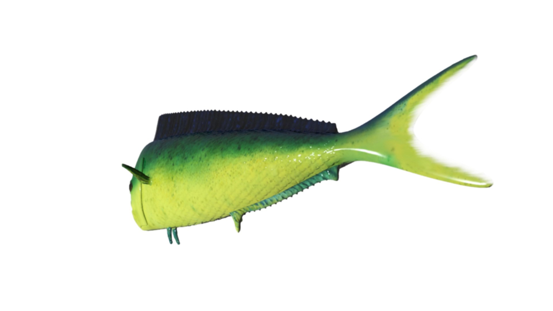 3d Mahi-mahi Fish