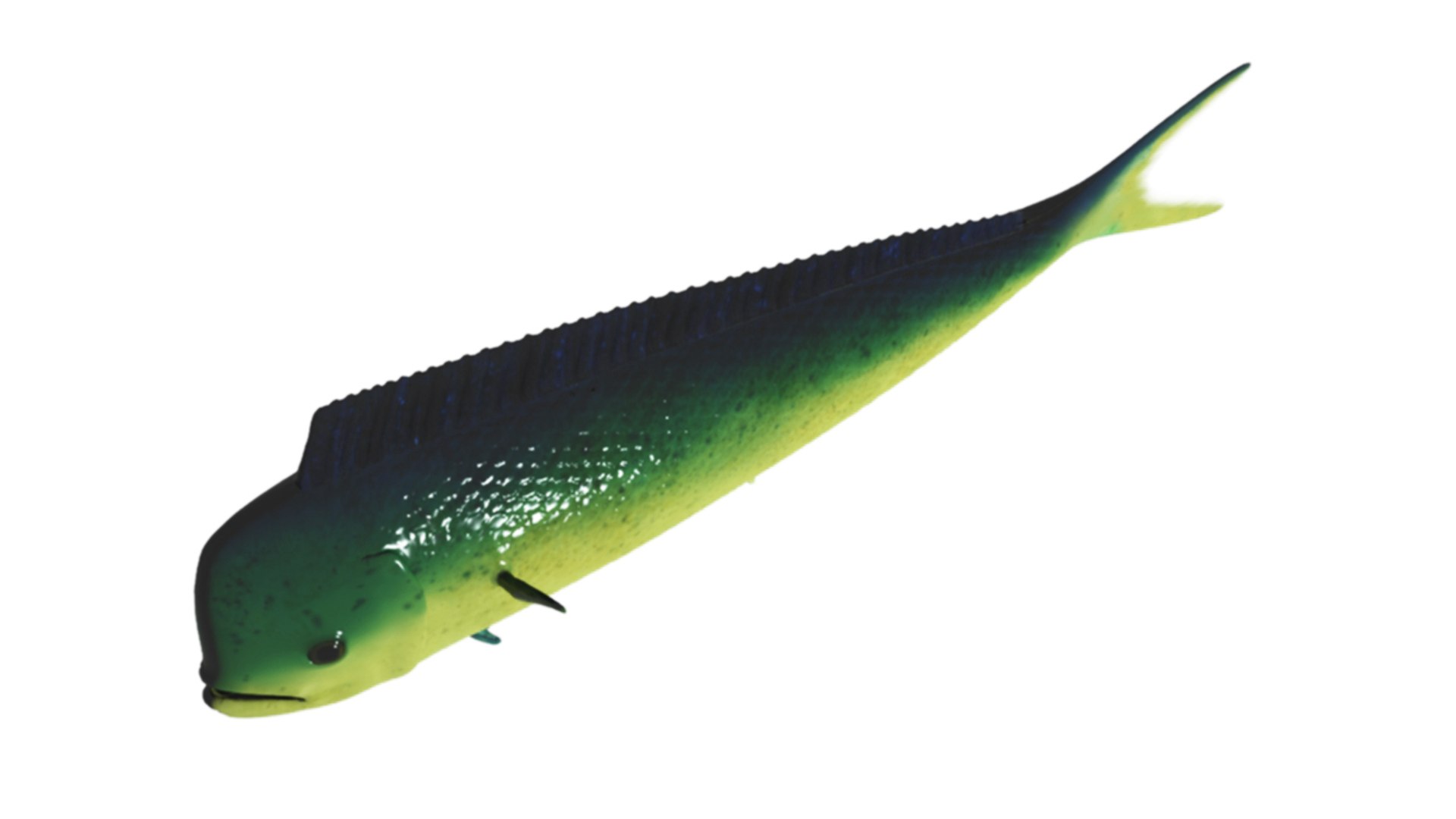 3d Mahi-mahi Fish