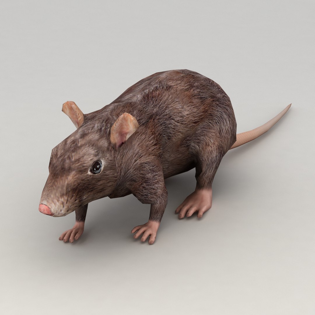 Rat Walk Animation 3d Model