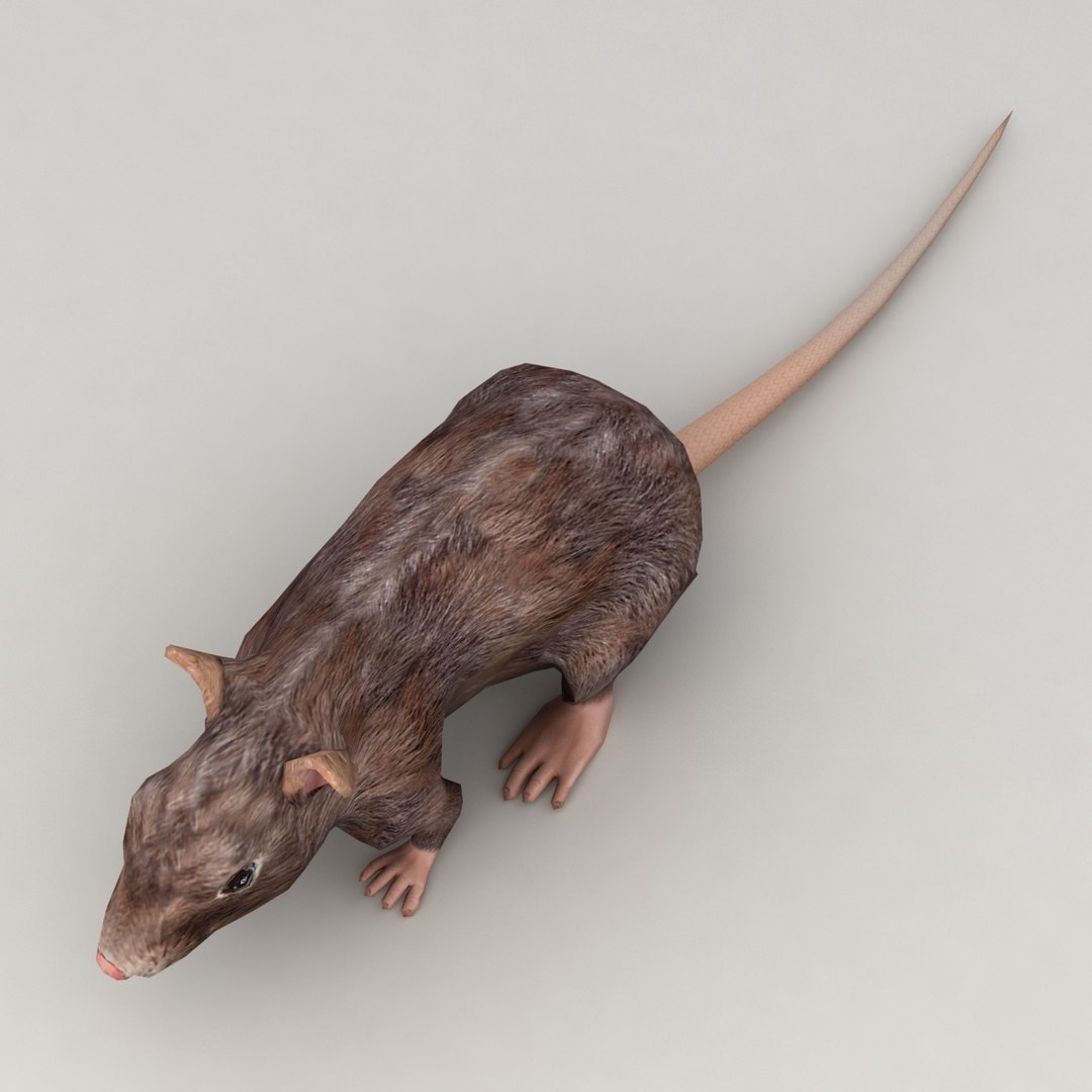 Rat Walk Animation 3d Model