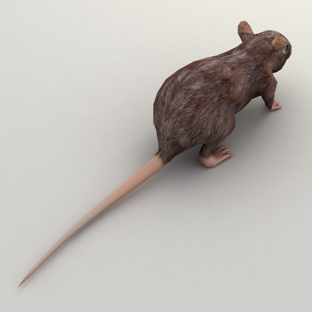 Rat Walk Animation 3d Model