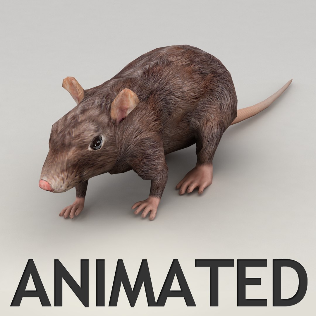 Rat Walk Animation 3d Model
