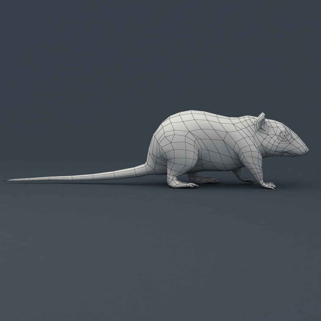 Rat Walk Animation 3d Model