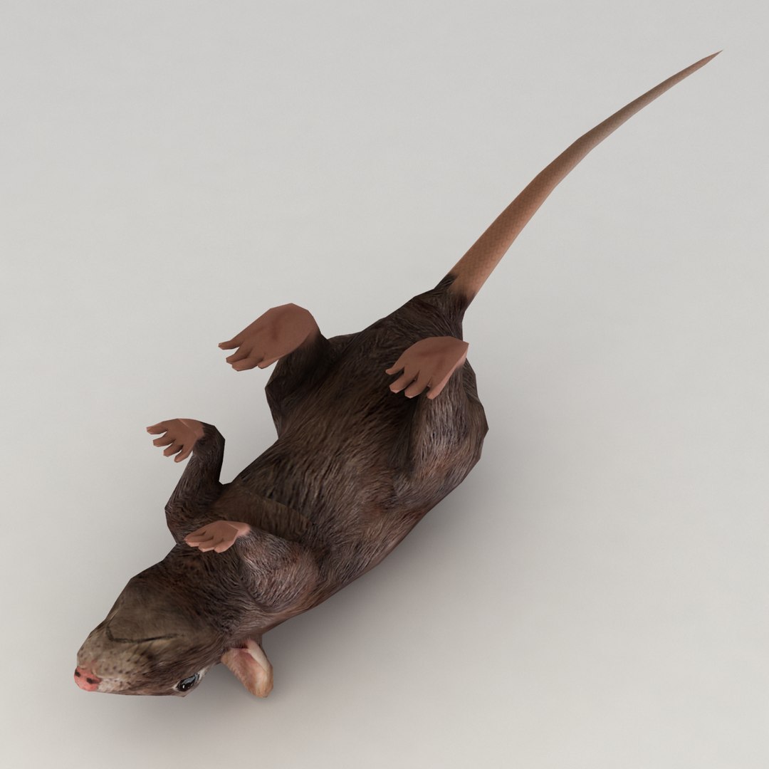 Rat Walk Animation 3d Model
