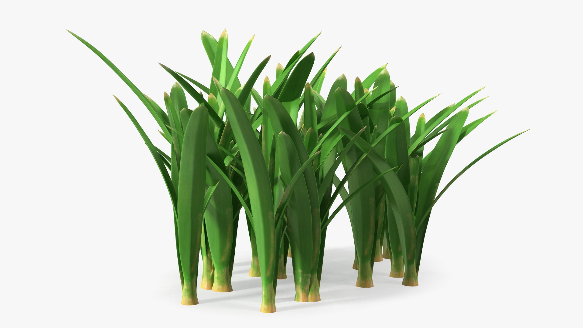 Realistic Grass Clump 3D Model - TurboSquid 2270537