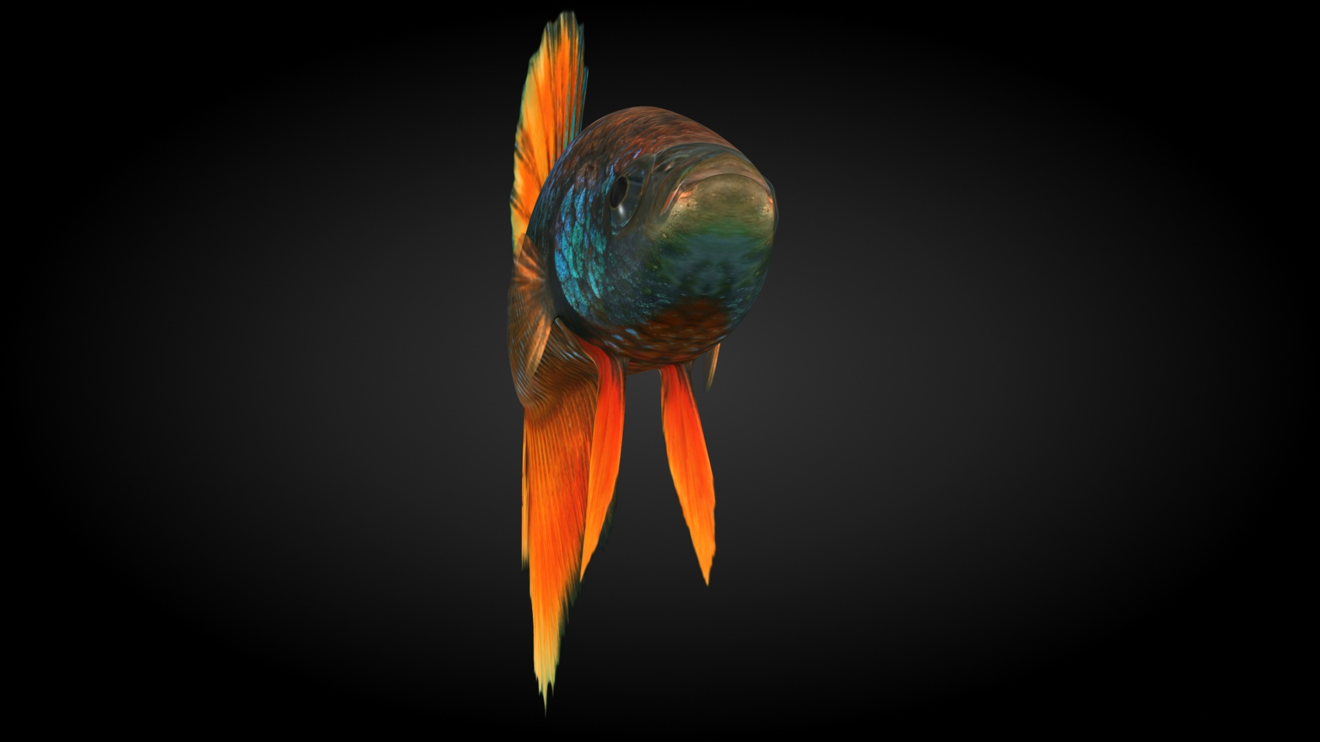 3D Model Female Betta Animation - TurboSquid 1550193
