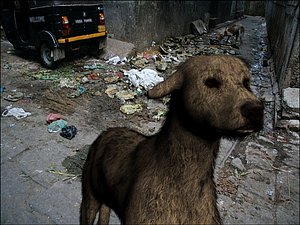 3D Stray Models - Browse & Download Formats - TurboSquid