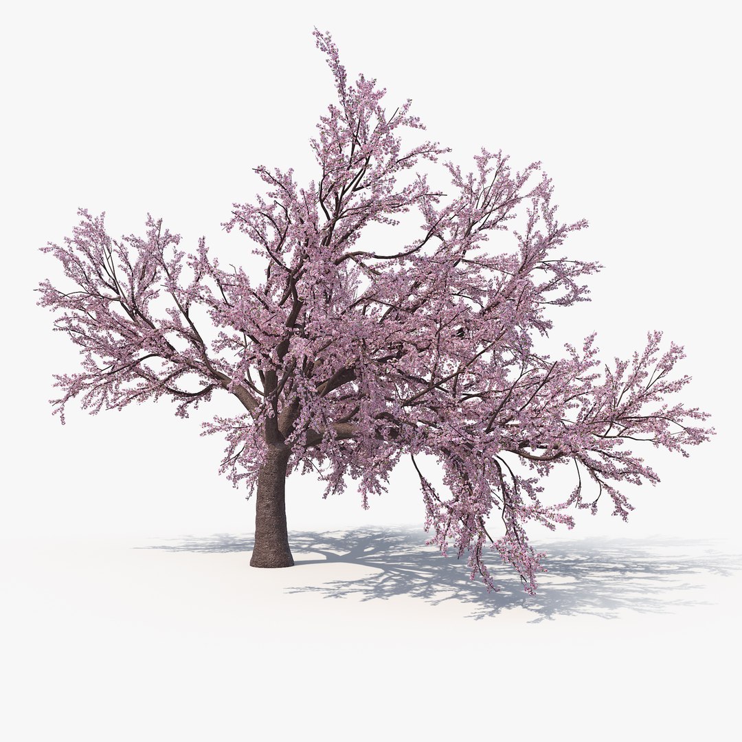 Sakura cherry pack tree 3D model - TurboSquid 1369465