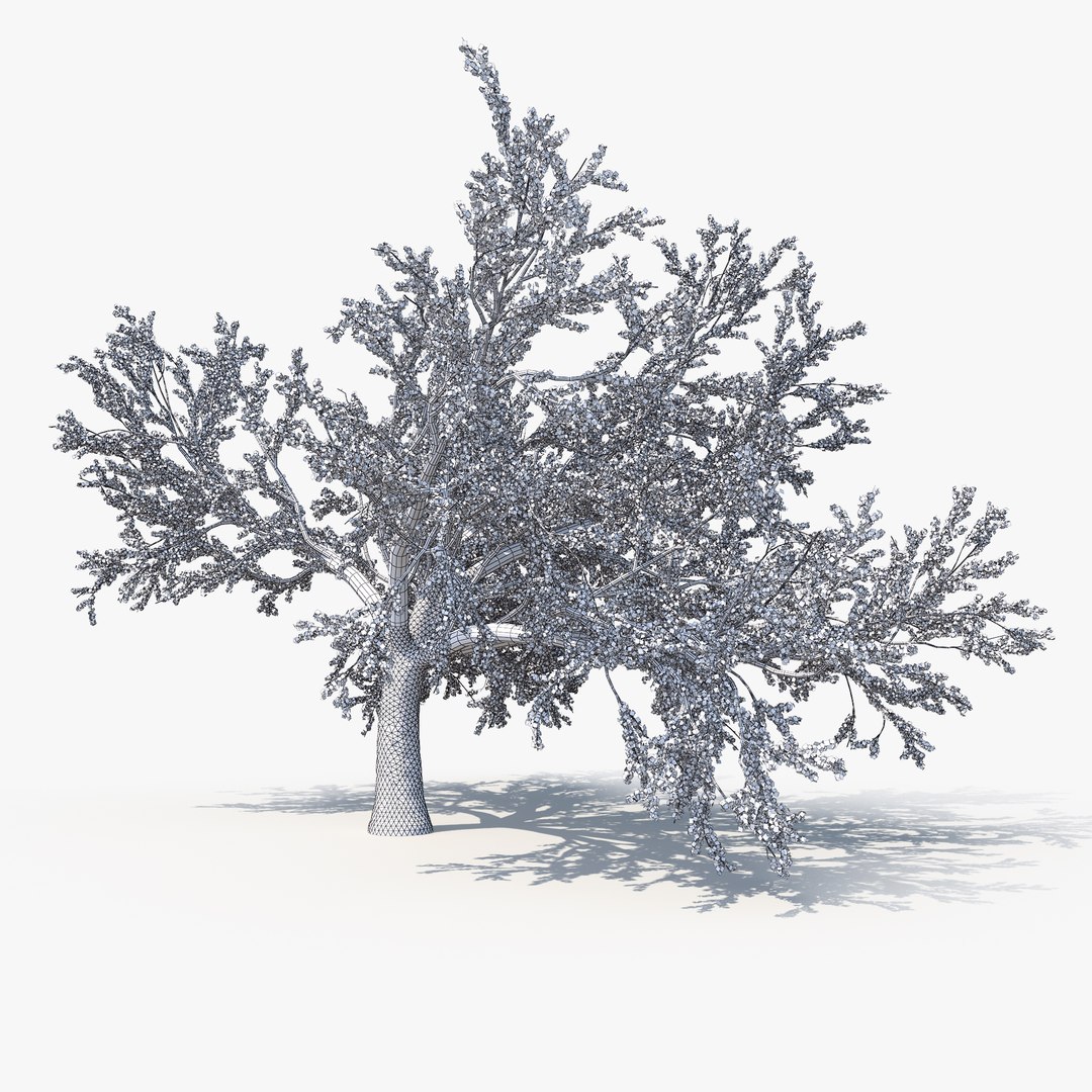 Sakura cherry pack tree 3D model - TurboSquid 1369465