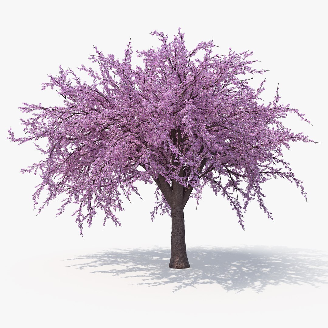 Sakura cherry pack tree 3D model - TurboSquid 1369465
