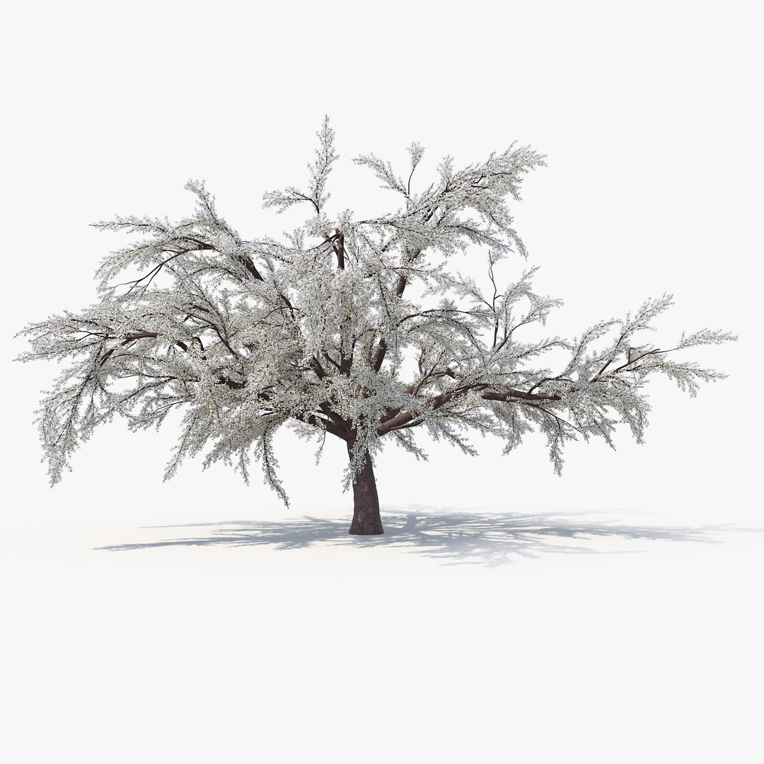 Sakura cherry pack tree 3D model - TurboSquid 1369465