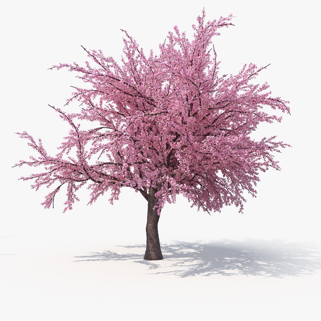 Sakura cherry pack tree 3D model - TurboSquid 1369465
