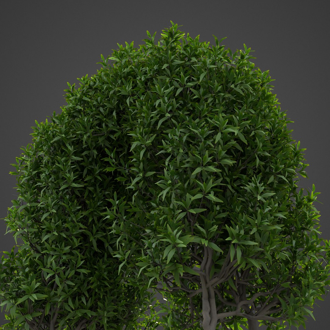 Nature Plants Foliage 3D Model - TurboSquid 1677864