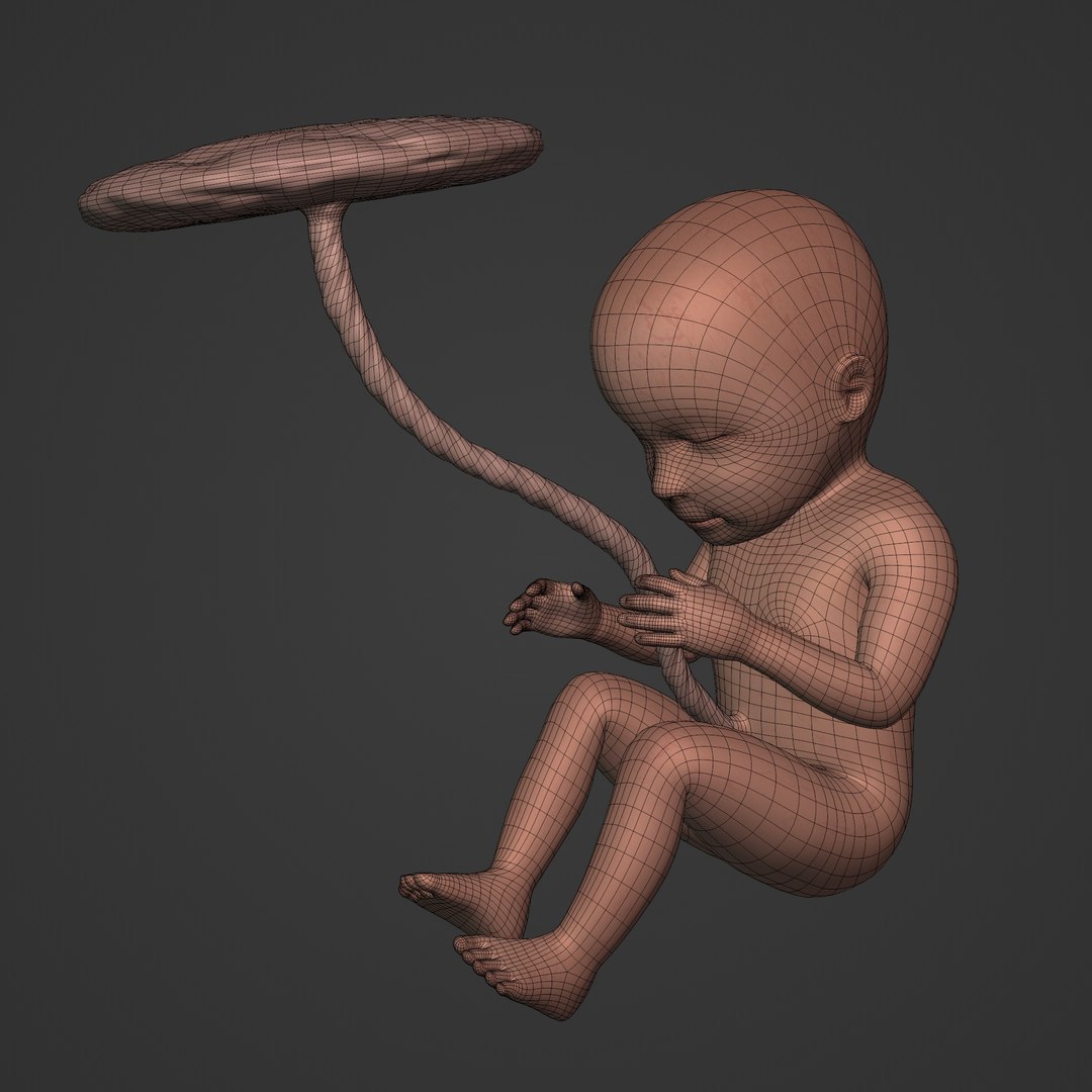 3D Fetus Anatomy - TurboSquid 1522402