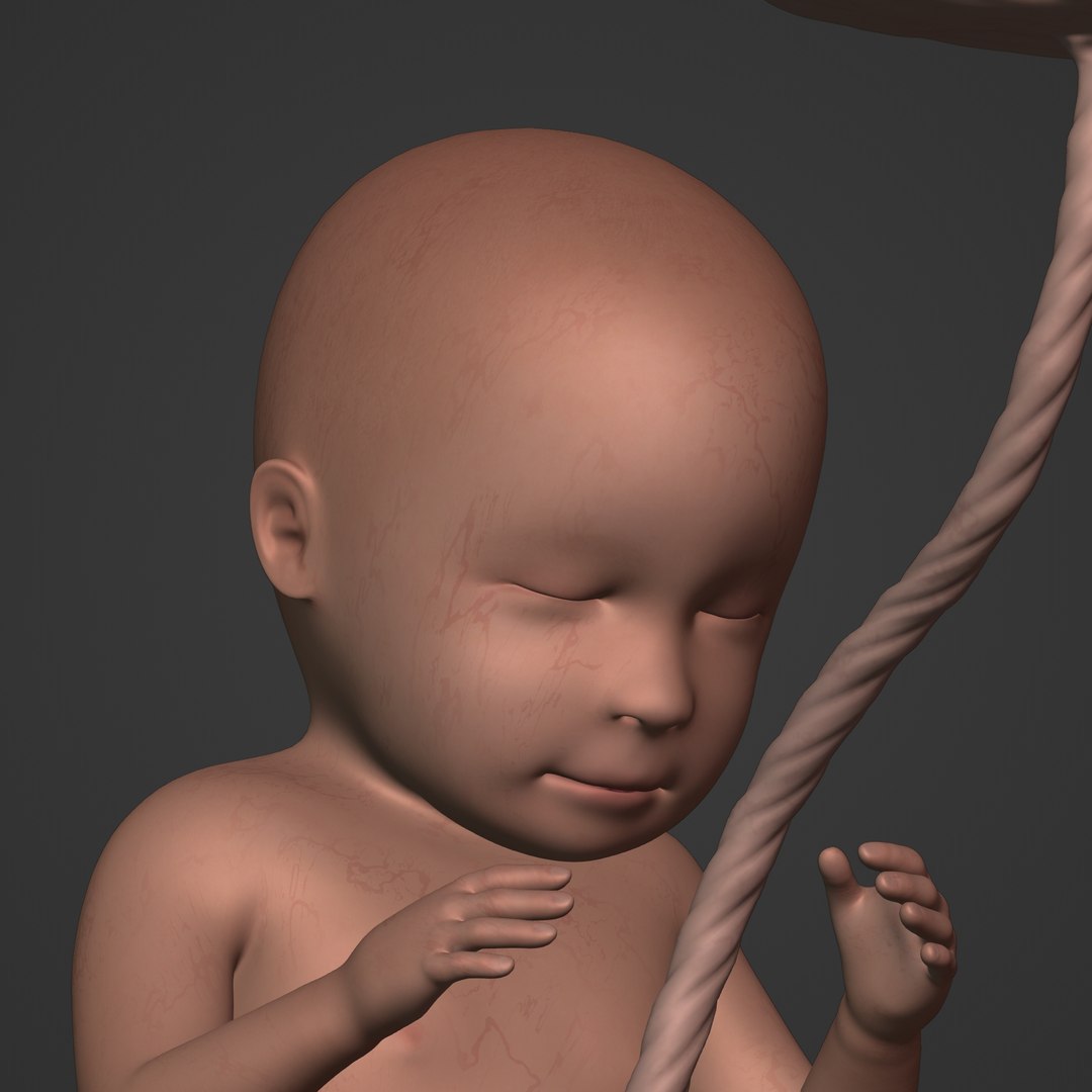 3D fetus anatomy - TurboSquid 1522402