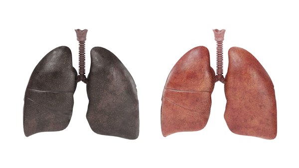 3D Respiratory Set - TurboSquid 1865286