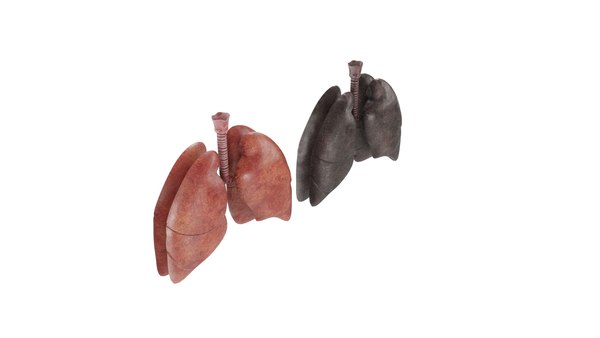 3D Respiratory Set - TurboSquid 1865286