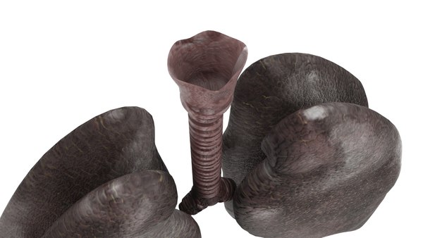 3D Respiratory Set - TurboSquid 1865286