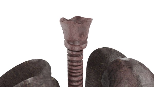 3D Respiratory Set - TurboSquid 1865286