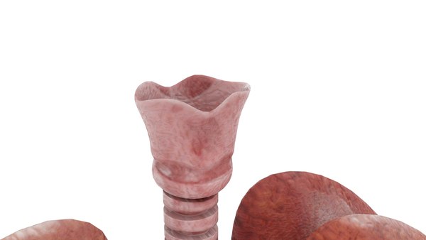 3D Respiratory Set - TurboSquid 1865286