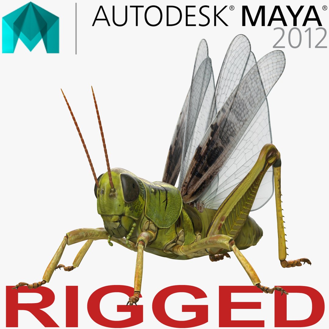 3D grasshopper rigged - TurboSquid 1244138