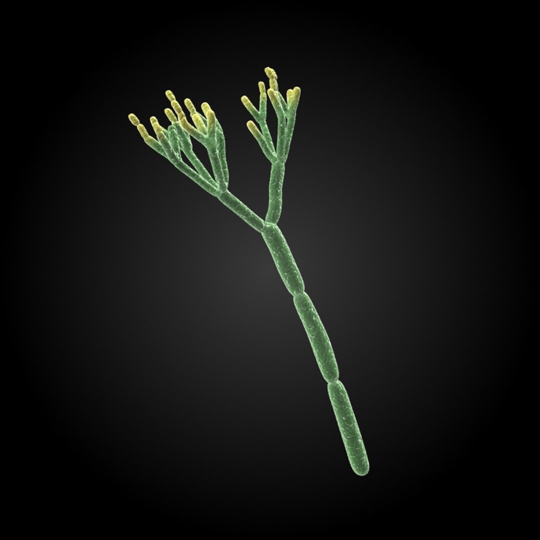 3ds Max Microbes Micro Organisms