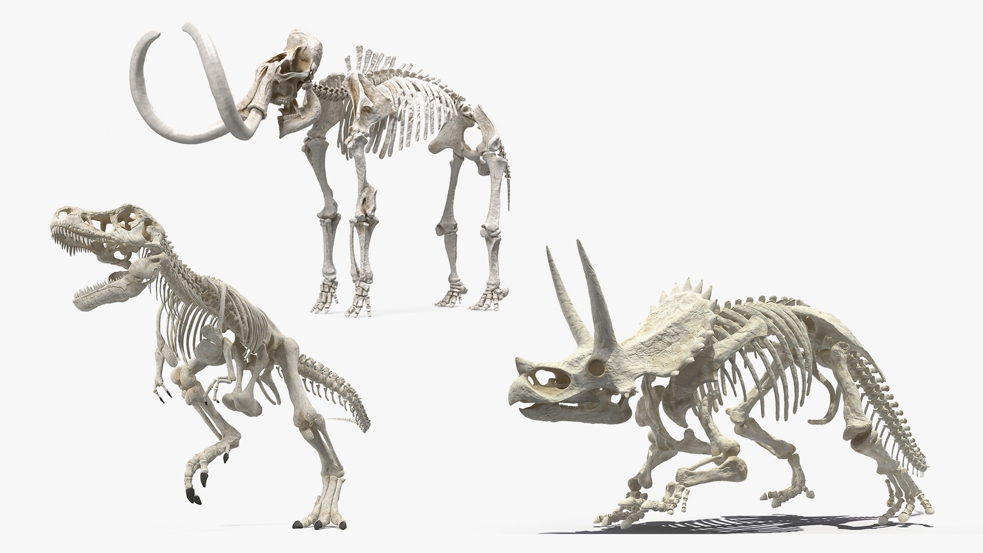 3D Model Rigged Dinosaur Skeletons Collection - TurboSquid 2298909